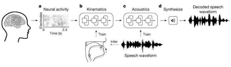 Artificial Intelligence Can Generate Speech From Neural Activity - RankRed