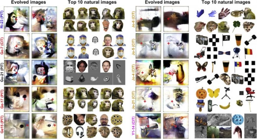 AI Reveals What Neurons In the Brain’s Visual System Prefers To Look At ...