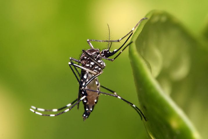 10 Different Types Of Mosquitoes | And The Diseases They Carry - RankRed