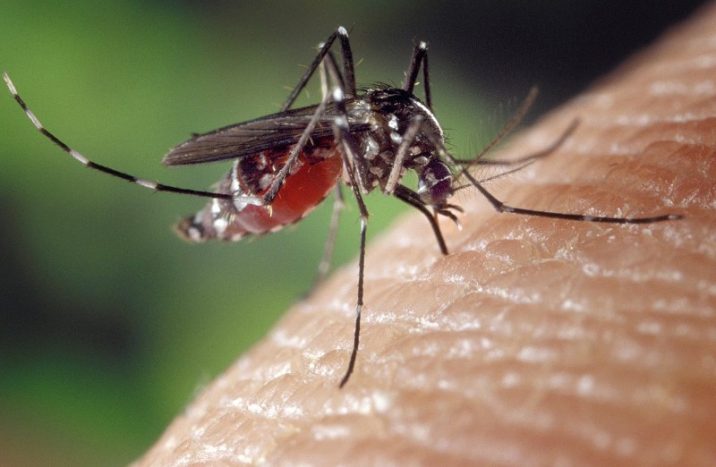 10 Different Types Of Mosquitoes | And The Diseases They Carry - RankRed