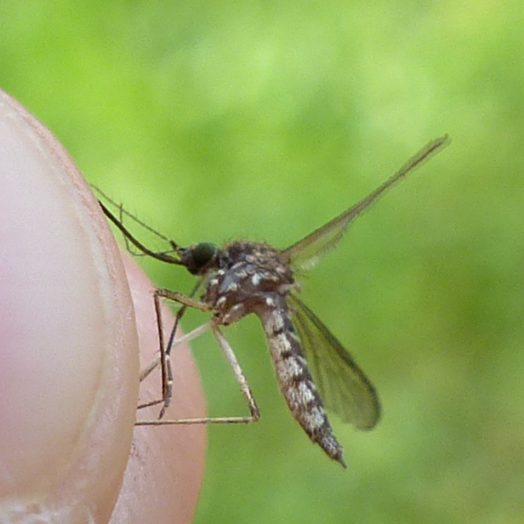 10 Different Types Of Mosquitoes | And The Diseases They Carry - RankRed
