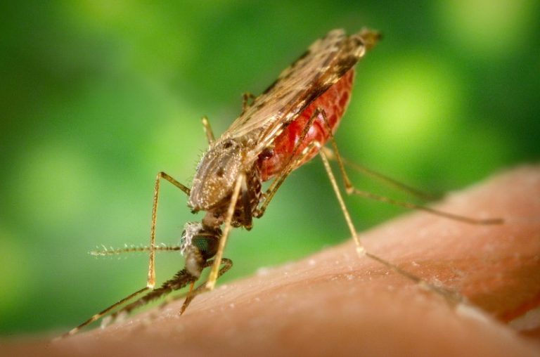10 Different Types Of Mosquitoes | And The Diseases They Carry - RankRed