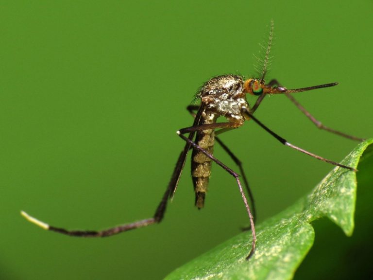 10 Different Types Of Mosquitoes | And The Diseases They Carry - RankRed
