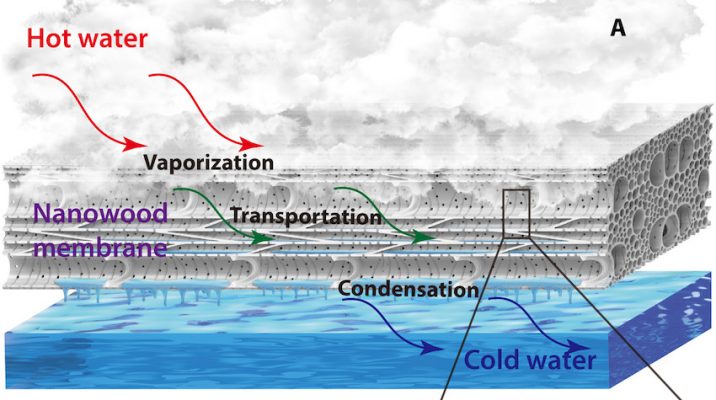 Researchers Found Natural Wood That Can Turn Saltwater Drinkable - RankRed