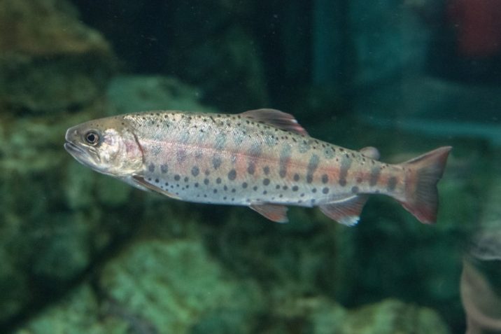 12 Most Common Types of Fish In The World - RankRed