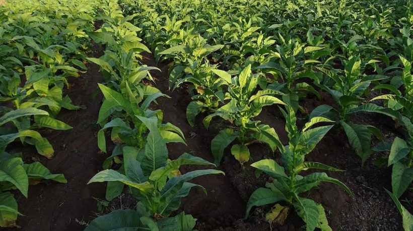 Plants 'Scream' When Their Stems Are Cut Or Not Watered - RankRed