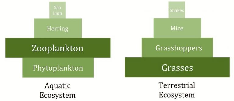 What Is An Energy Pyramid? Main Levels And Examples - RankRed