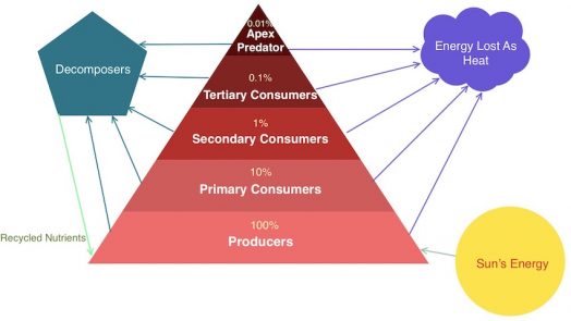 What Is An Energy Pyramid? Main Levels And Examples - RankRed