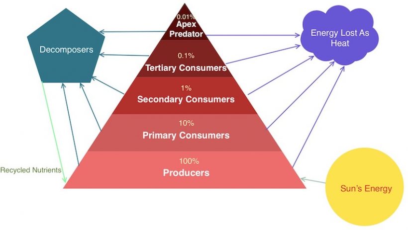 What Is An Energy Pyramid? Main Levels And Examples - RankRed