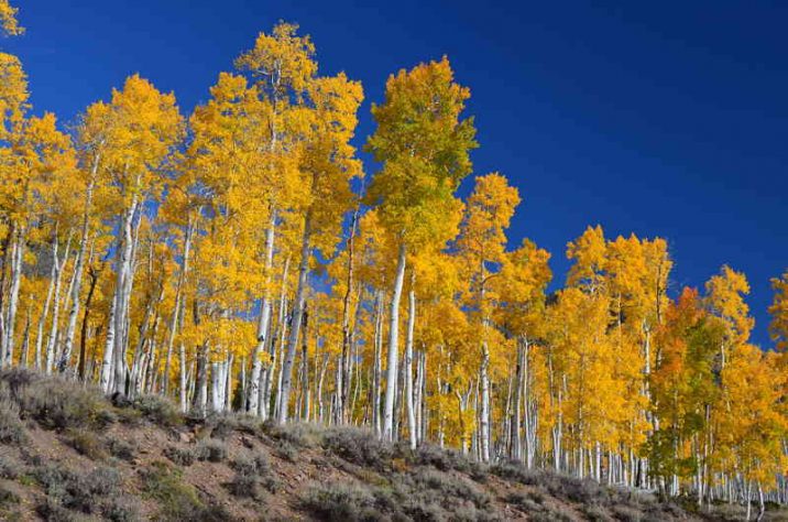 Aspen Tree: Interesting Facts and Characteristics - RankRed