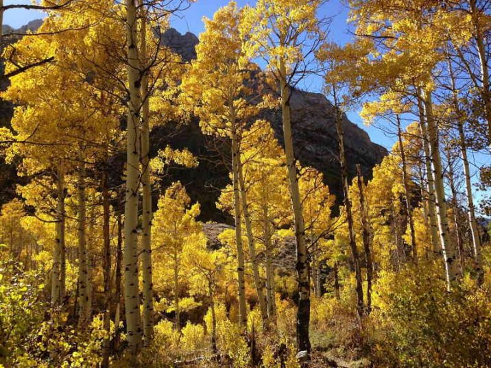 Aspen Tree: Interesting Facts and Characteristics - RankRed