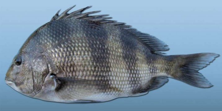 Sheepshead Fish: A Fish With Human Teeth - RankRed