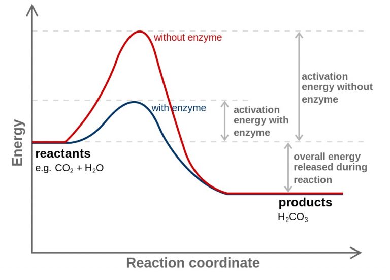 What Is A Catalyst? Definition | Types | Examples - RankRed