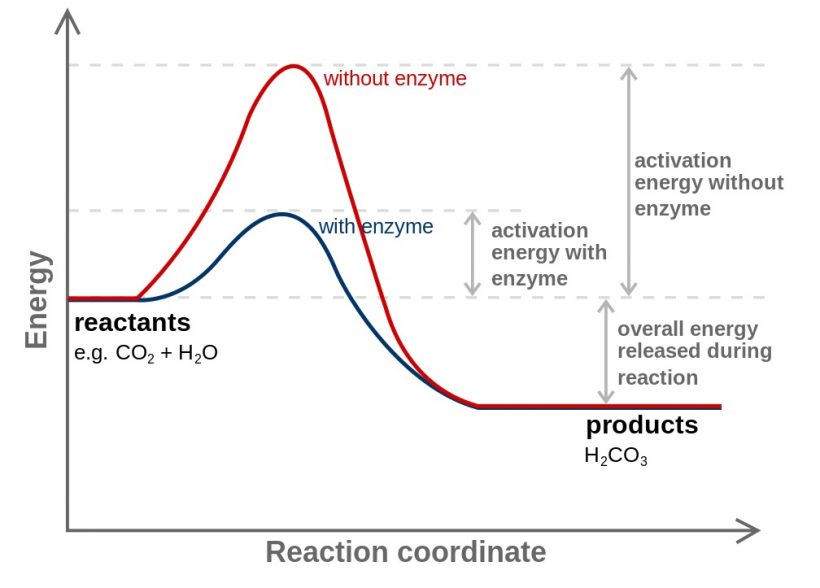 What Is A Catalyst? Definition | Types | Examples - RankRed