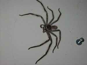 The Clock Spider: Does It Bite? How Big Is It? - RankRed