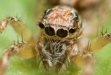 The Clock Spider: Does It Bite? How Big Is It? - RankRed