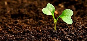 13 Best Examples of Osmosis In Everyday Life - RankRed