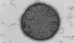 9 Best Examples of Decomposers You See In Everyday Life - RankRed