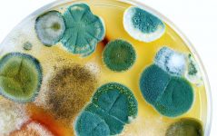 9 Best Examples of Decomposers You See In Everyday Life - RankRed