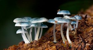 9 Best Examples of Decomposers You See In Everyday Life - RankRed