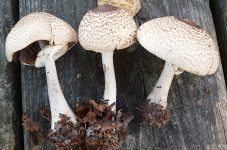 9 Best Examples of Decomposers You See In Everyday Life - RankRed