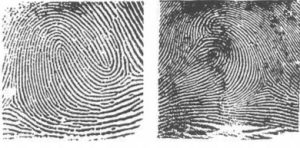 8 Different Types of Fingerprints [Explained] - RankRed