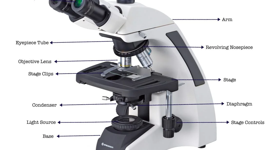 RankRed - Business | Technology | Knowledge