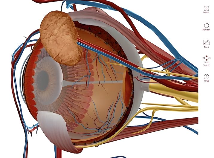 14 Best Anatomy Apps For Medical Students [In 2025] - RankRed