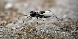 24 Fastest Things In The World [As of 2025] - RankRed