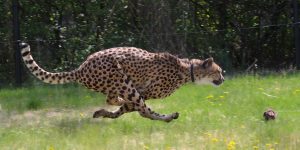 24 Fastest Things In The World [As of 2026] - RankRed