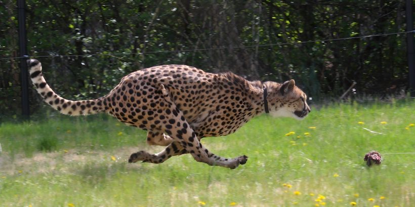 24 Fastest Things In The World [As of 2025] - RankRed