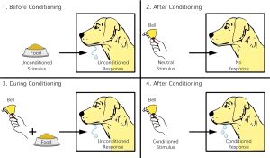 13 Best Examples Of Classical Conditioning In Real Life - RankRed