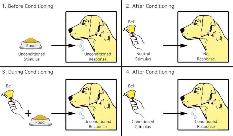 13 Best Examples Of Classical Conditioning In Real Life - RankRed