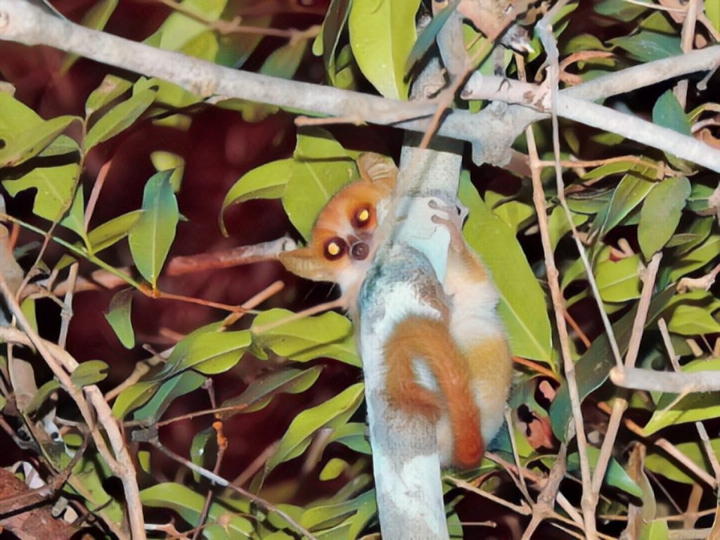 19 Smallest Things In The World - RankRed