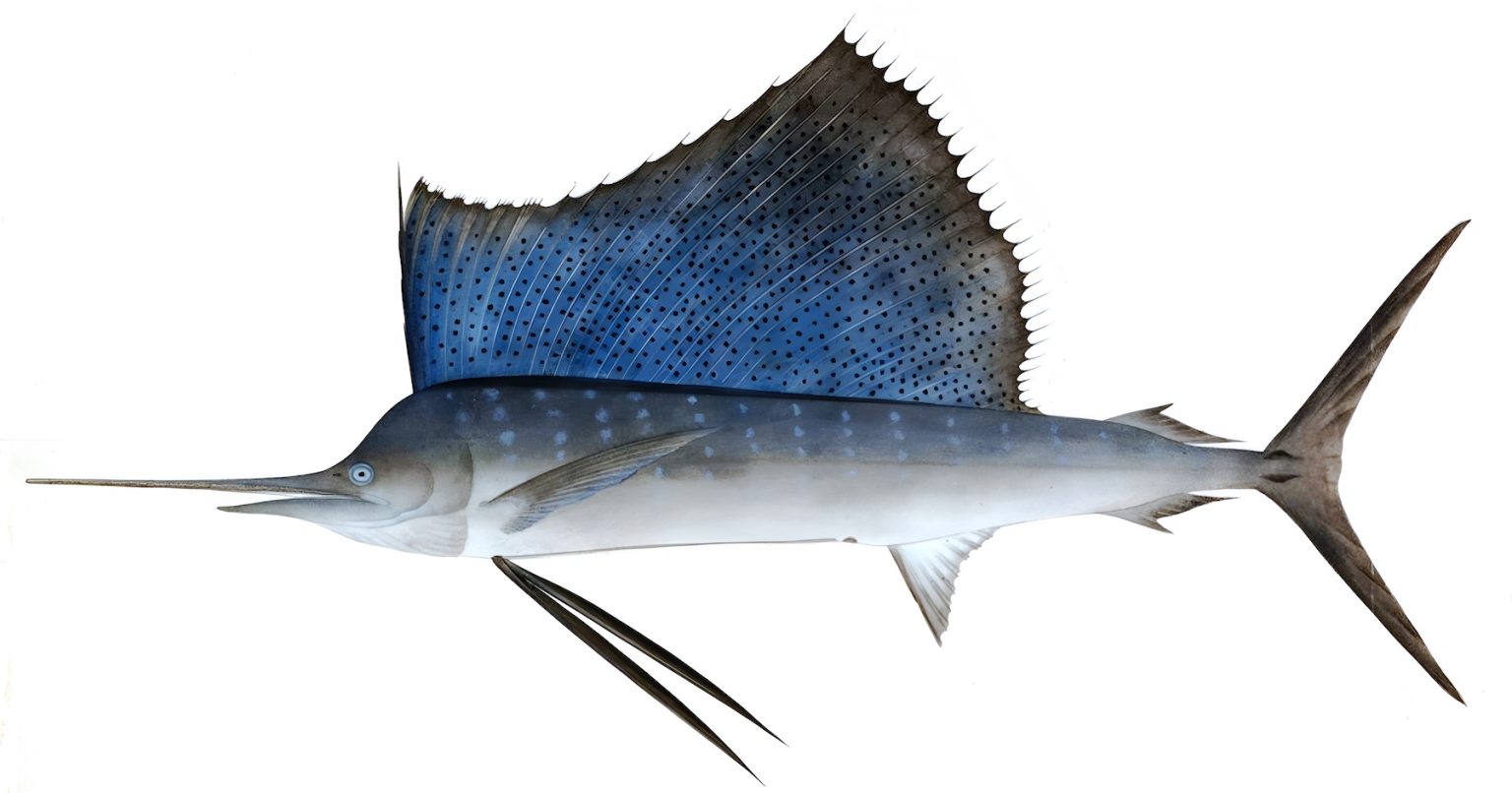 24 Fastest Things In The World [As of 2026] - RankRed