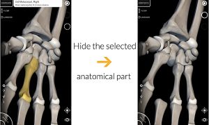 14 Best Anatomy Apps For Medical Students [In 2026] - RankRed