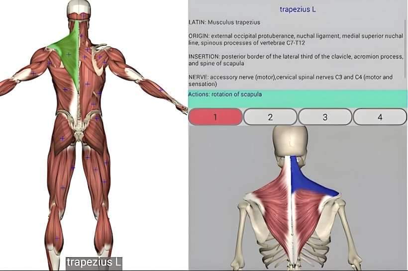 14 Best Anatomy Apps For Medical Students [In 2025] - RankRed